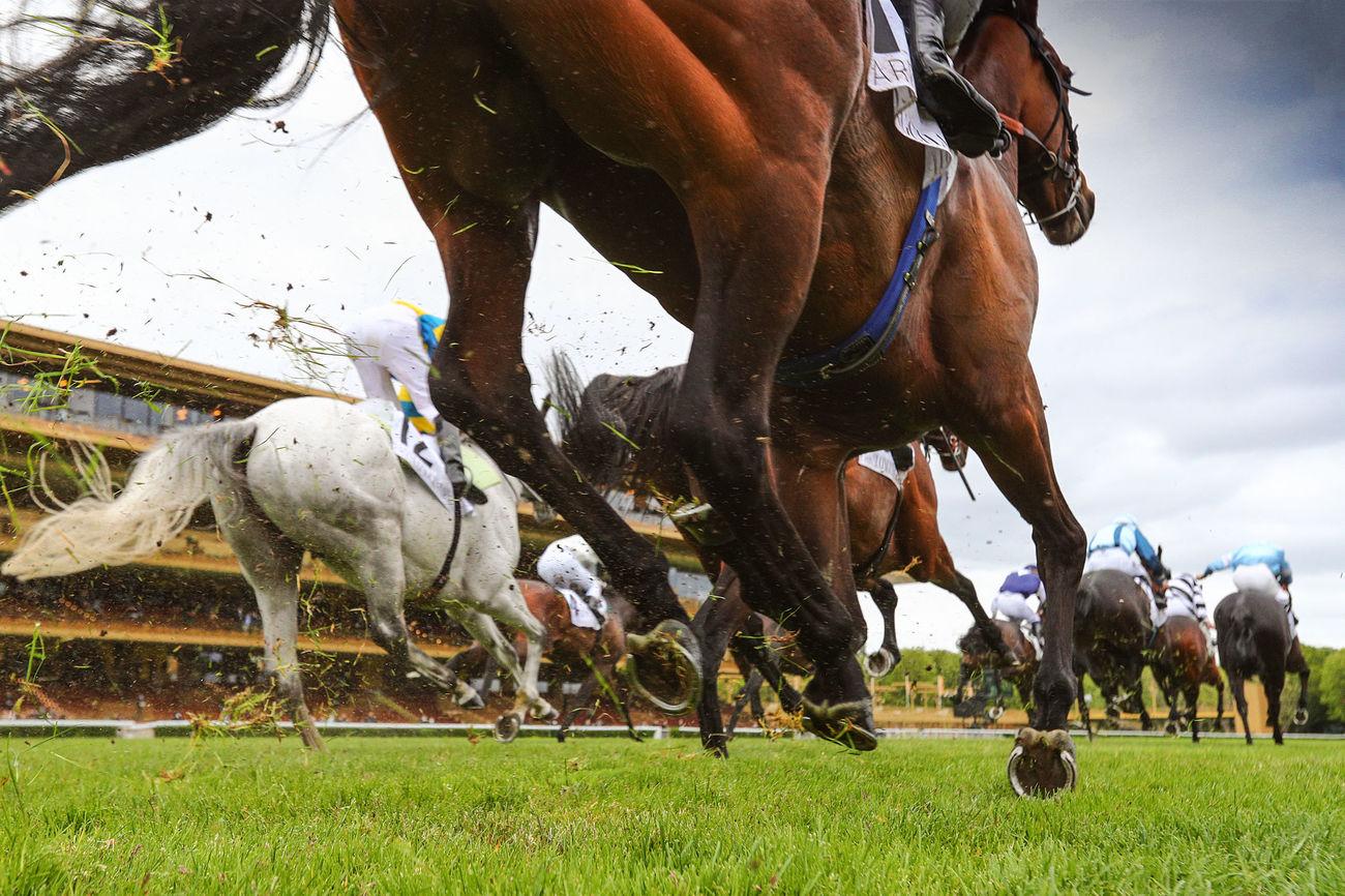 Les pronos des experts d'Equidia | Equidia