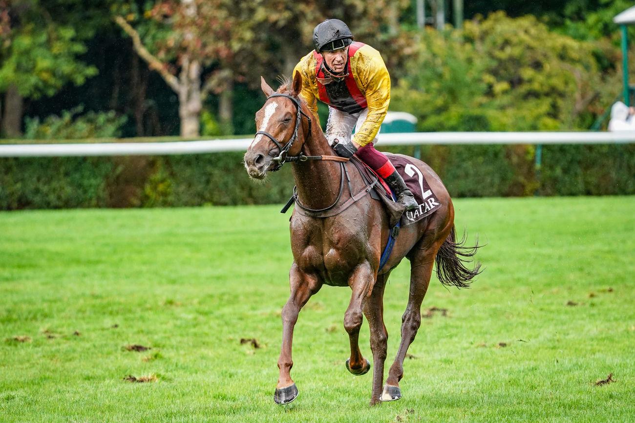 Torquator Tasso sa carrière prend la direction du haras | Equidia