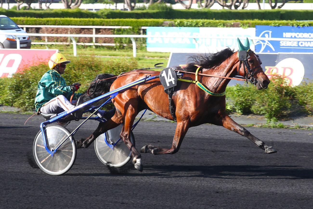 Quinté+: Le pro du jour - Luc Roelens : "Gaultheria est vraiment une ...