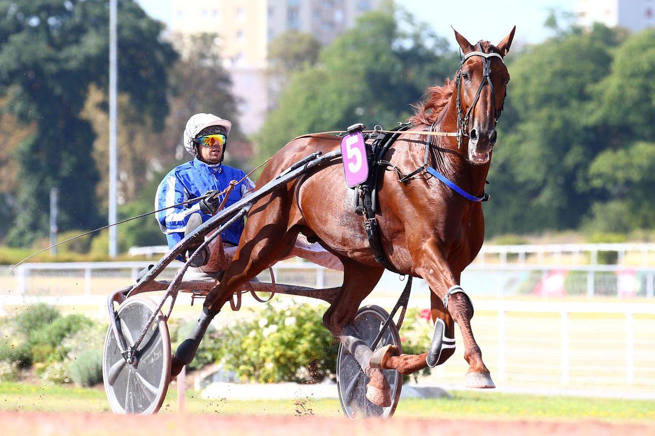 Galius, une disparition en pleine gloire | Equidia