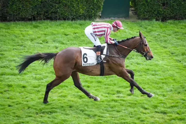 Prix Alec Carter : des débuts gagnants sur le steeple pour Sain d ...