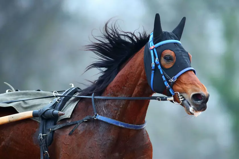 Quinté+: Horsy Dream rêve du Prix d’Amérique Legend Race | Equidia