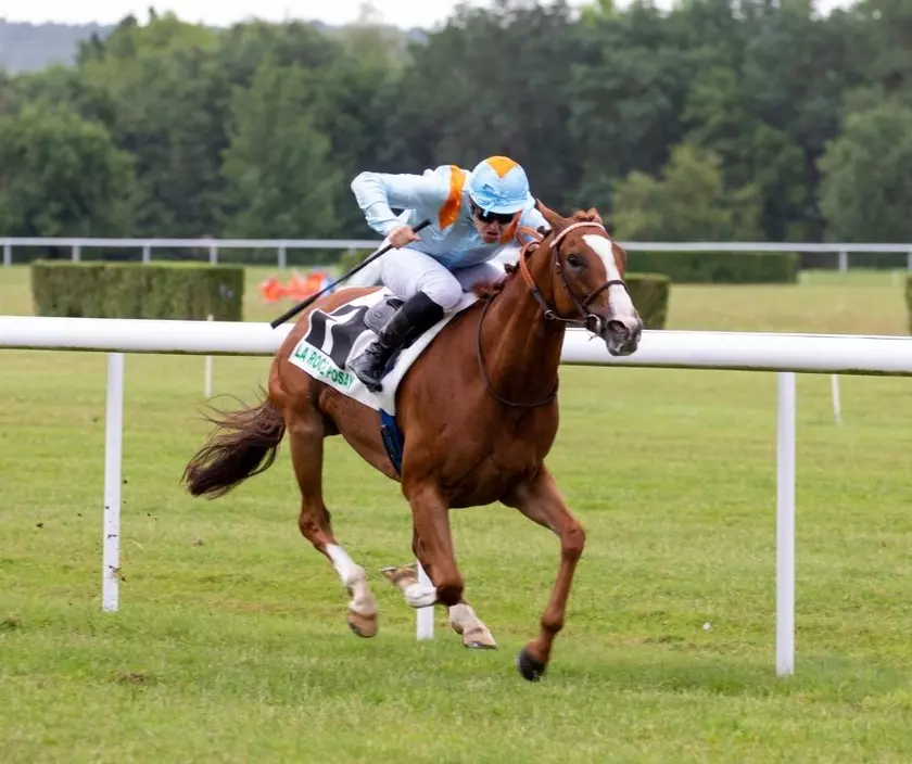 Les Chevaux En Or En 2022 Equidia