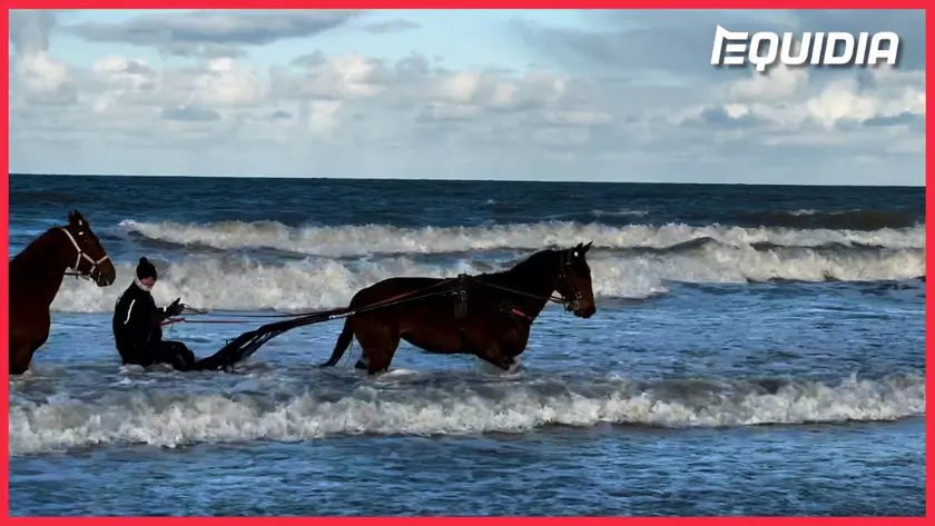 Quinté+: Benjamin Goetz : "On vise la victoire avec Emeraude de Bais ...