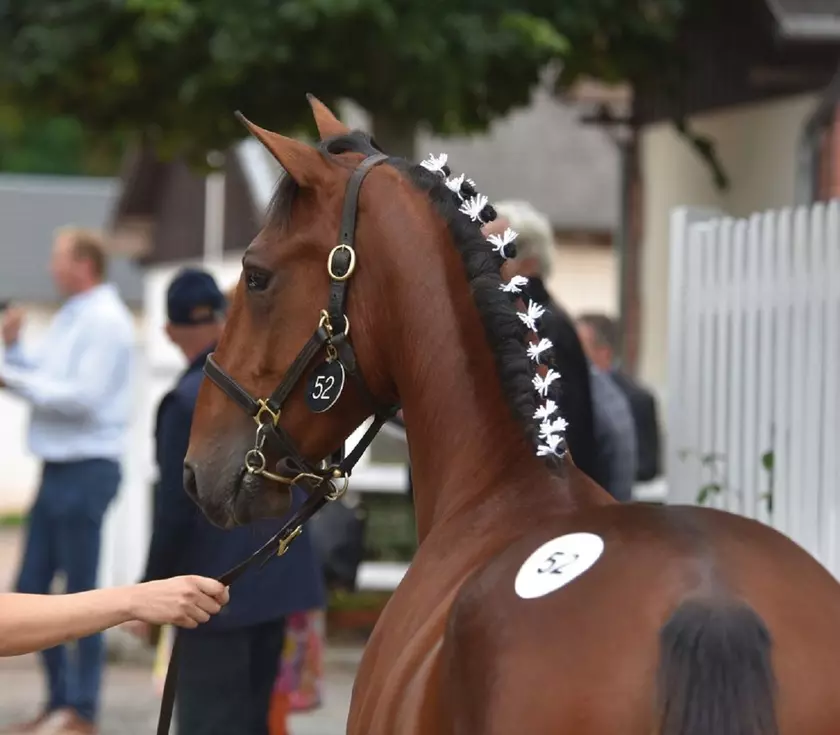 Arqana Trot - Vente de Yearlings (Jour 3) : un top price à 140 000 ...