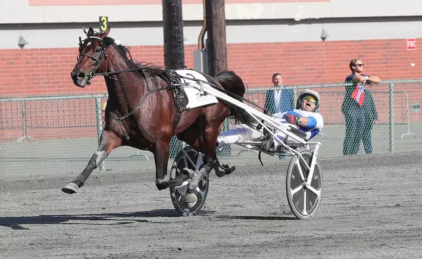 International Trot : Cokstile, l'expérience a parlé | Equidia