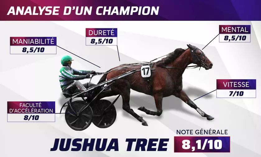 Jushua Tree, un futur très grand ? | Equidia