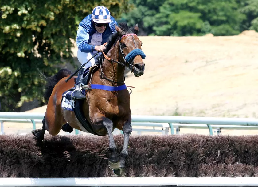 Confidences pour confinement, ma semaine avec Mid Dancer | Equidia