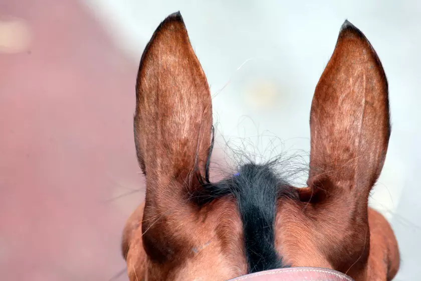 Trois nouveaux cas de chevaux à l’oreille coupée | Equidia