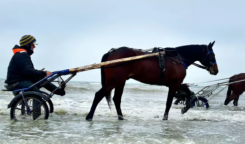 Hokkaido Jiel Parfait Sa Condition à La Plage Equidia