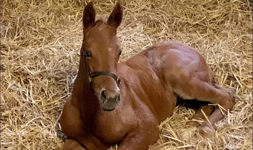 Waldgeist a une petite soeur | Equidia